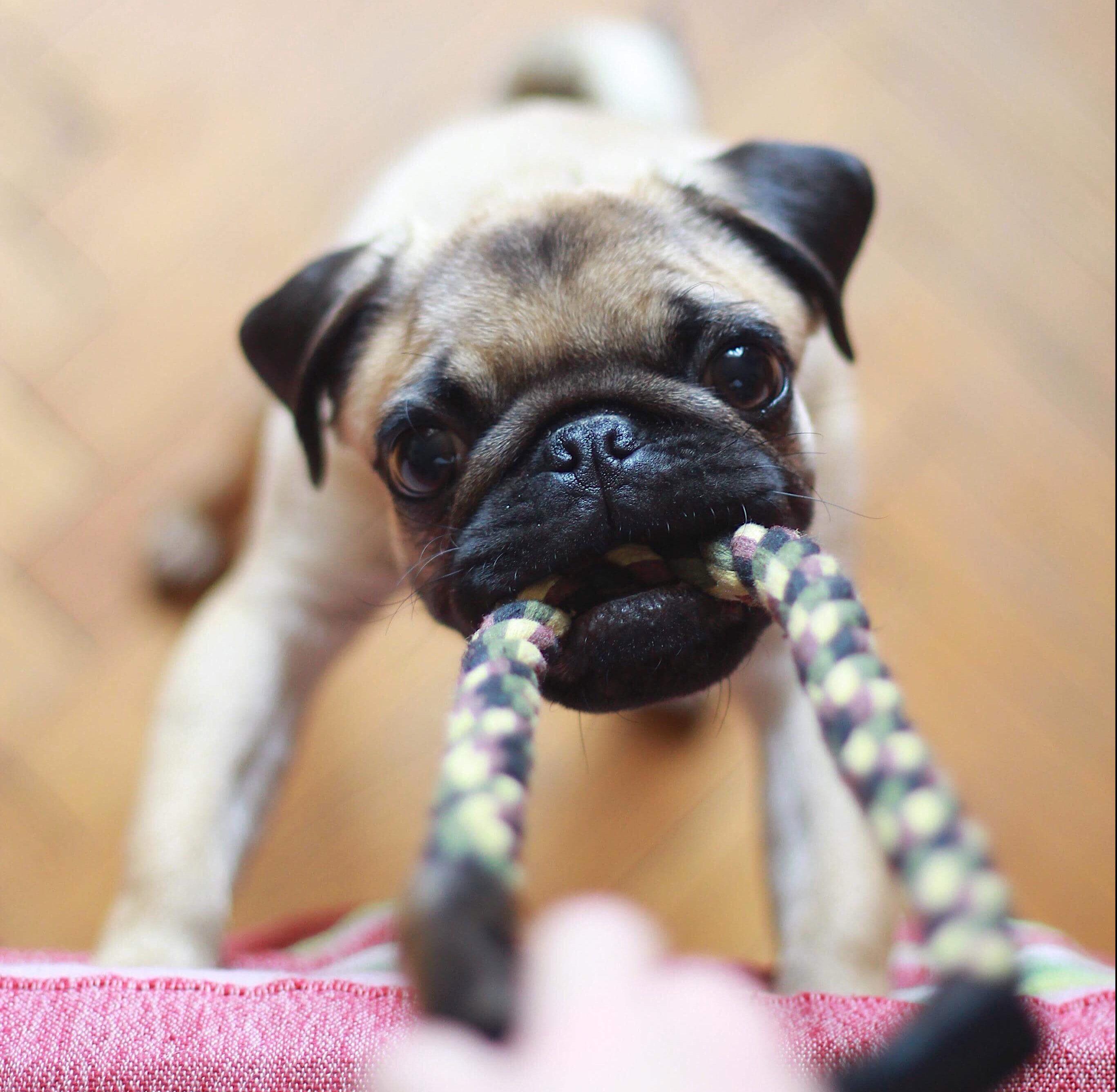 Tips and Tricks to Keep Your Pet Active at Home - Thrive Global India